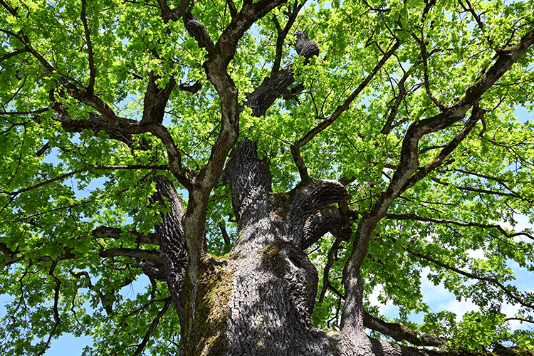 Ein Baum, so vielfältig wie stark